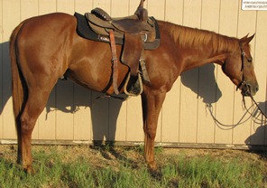 2008 - RBO Peppy Sol Brite