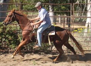 2008 - RBO Peppy Sol Brite