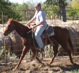 2008 - RBO Peppy Sol Brite